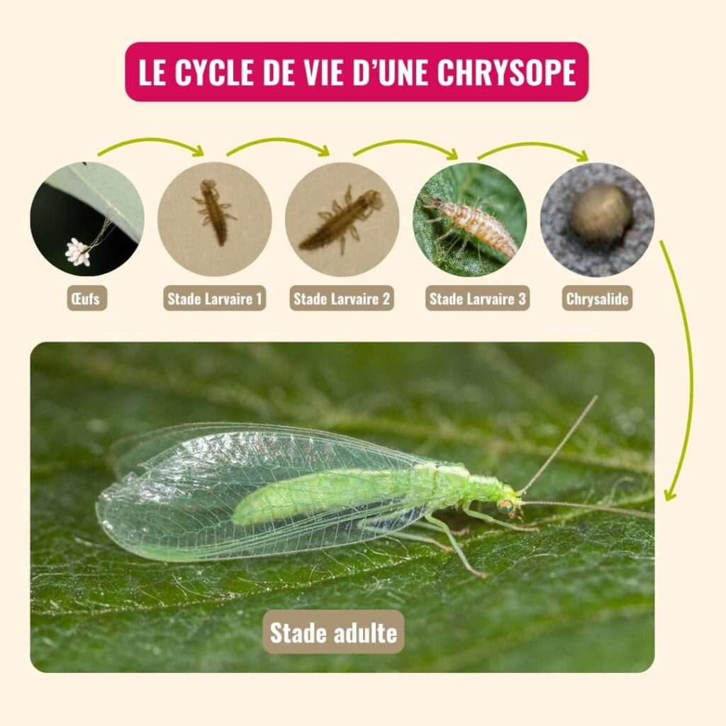 Découvrez le cycle de vie des chrysopes – Greenapy
